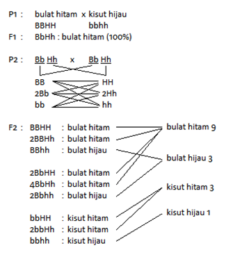 Cara cepat menyelesaikan soal persilangan (1)